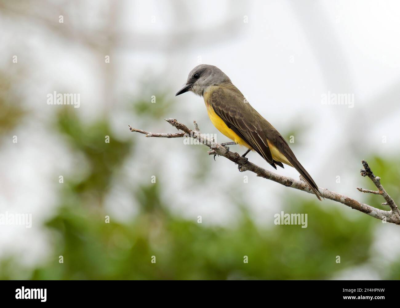 Tropical kingbird, Trauertyrann, Tyran mélancolique, Tyrannus melancholicus, trópusi ...