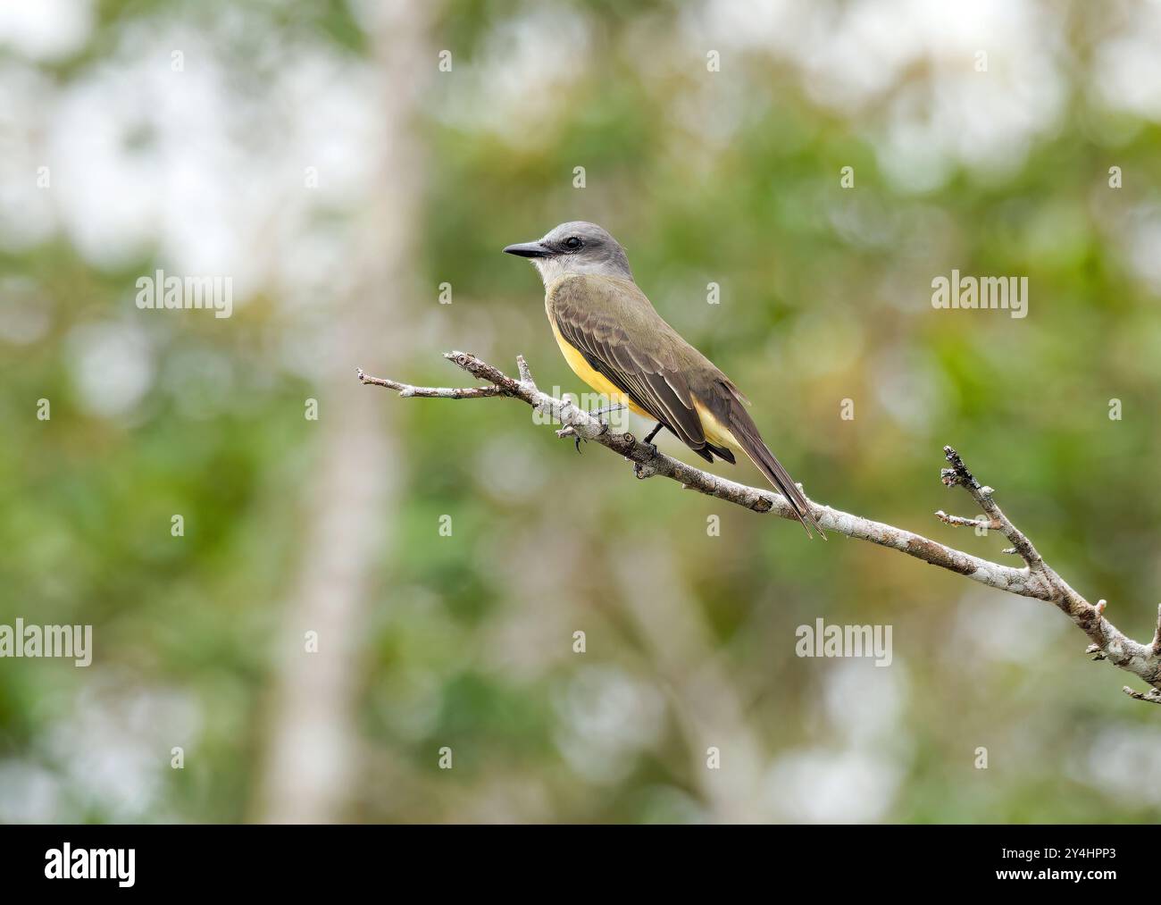 Tropical kingbird, Trauertyrann, Tyran mélancolique, Tyrannus melancholicus, trópusi ...