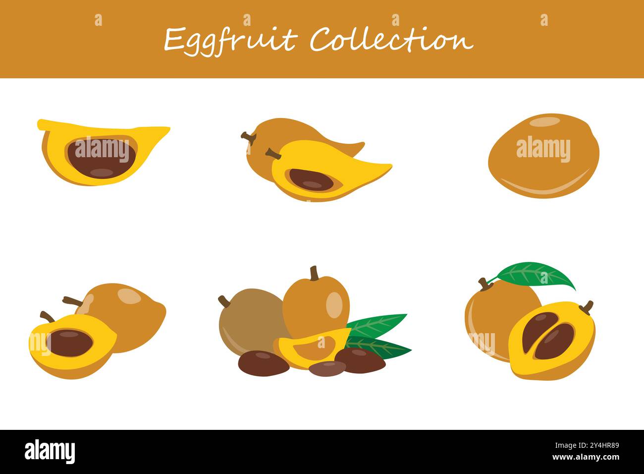eggfruit collection in different poses. Vector illustration Stock ...