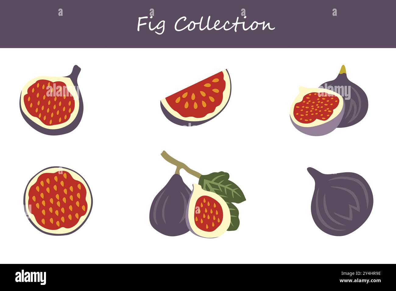 fig collection in different poses. Vector illustration Stock Vector ...