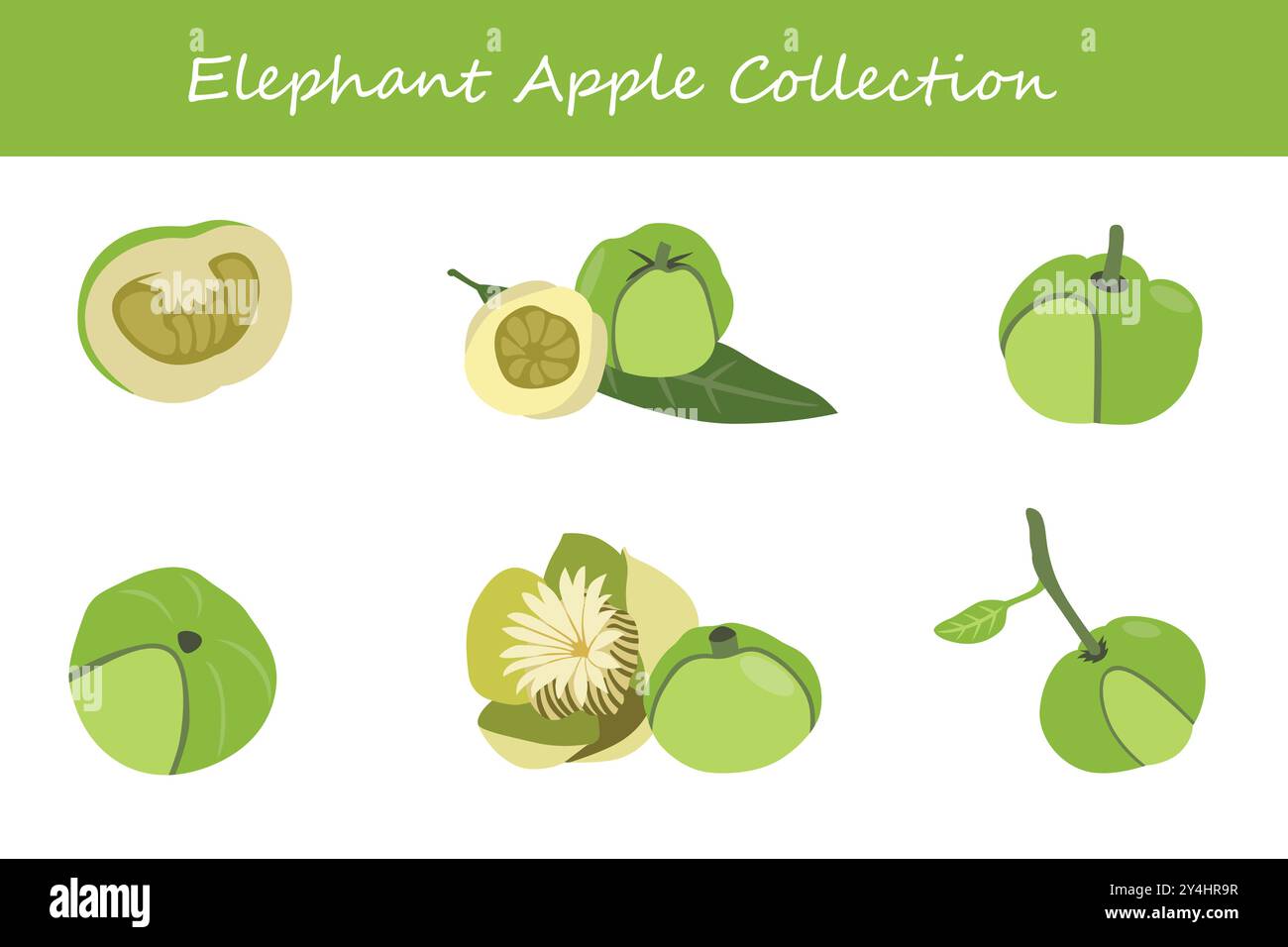 elephant apple collection in different poses. Vector illustration Stock ...