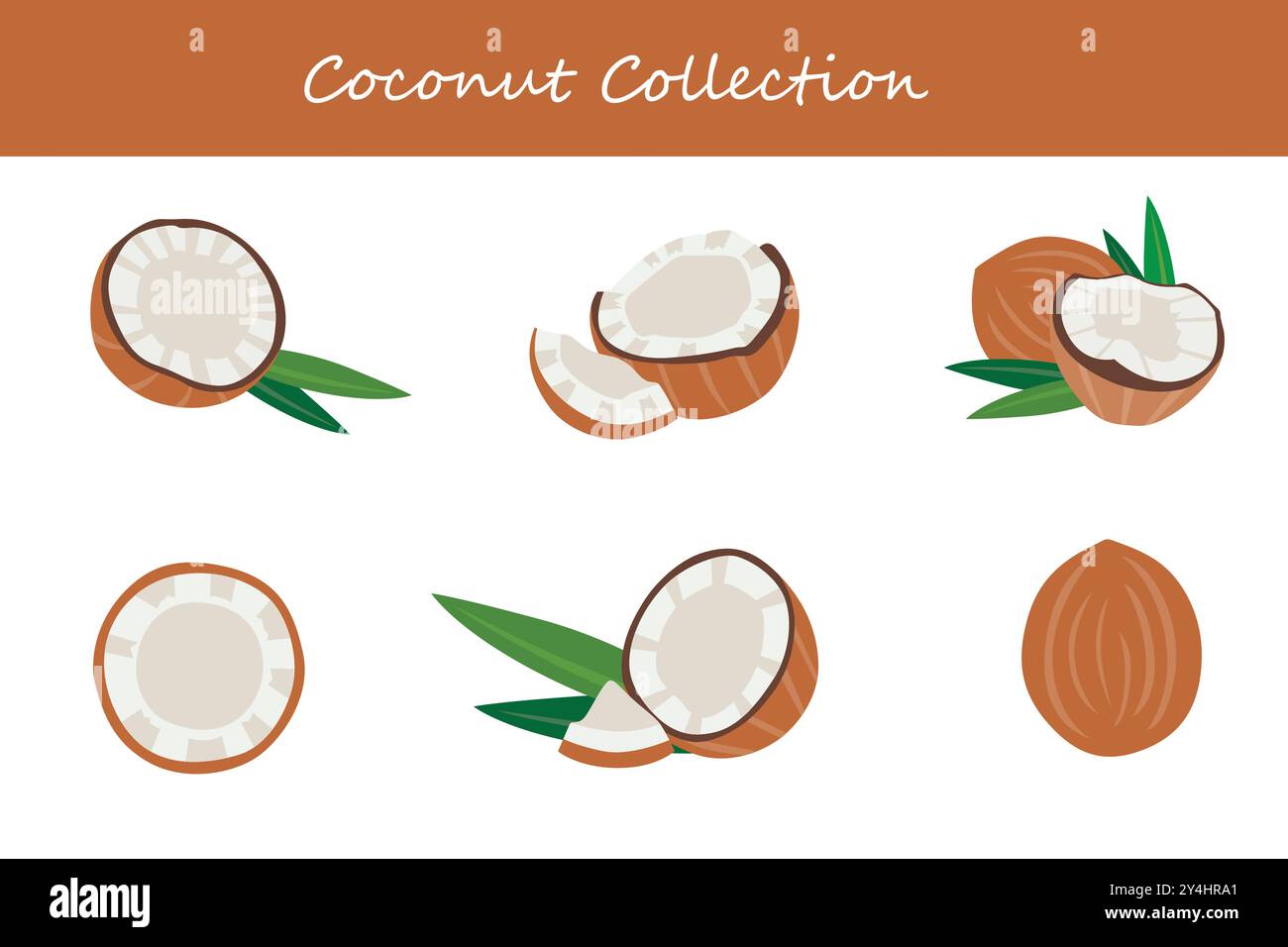coconut collection in different poses. Vector illustration Stock Vector ...