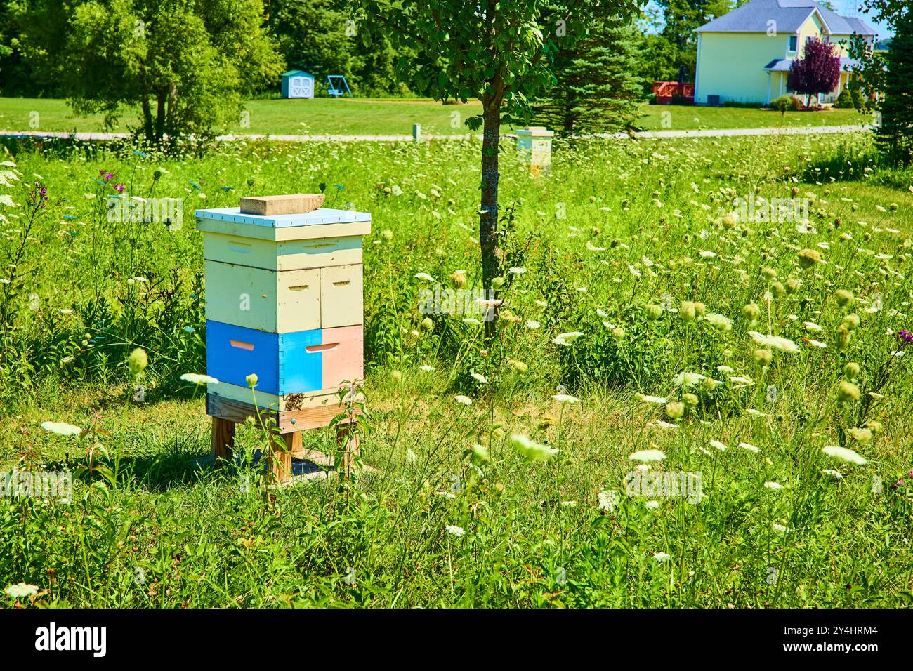 Colorful Beehive in Wildflower Field Eye-Level Perspective Stock Photo ...