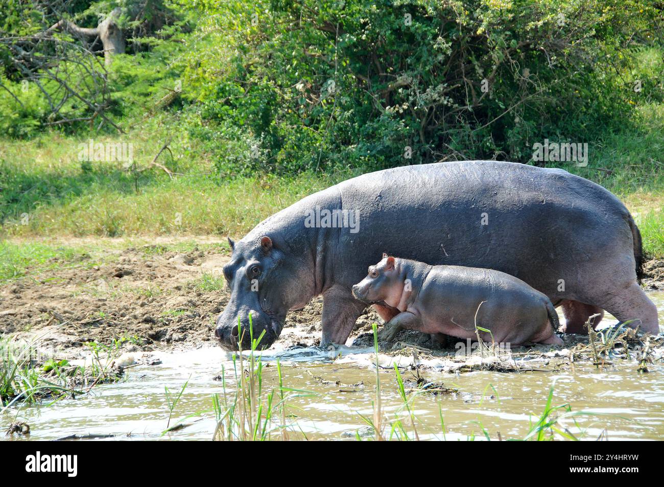 A hippo and its young in Queen Elizabeth National Park- Western Uganda ...