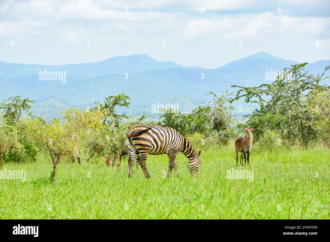 Hipo yawn - Uganda Stock Photo - Alamy Hipo yawn - Uganda Stock Photo - Alamy