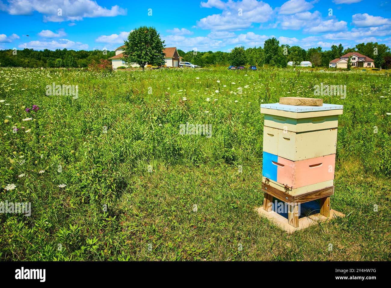 Colorful Beehive in Wildflower Field with Rural Homes Eye Level View ...