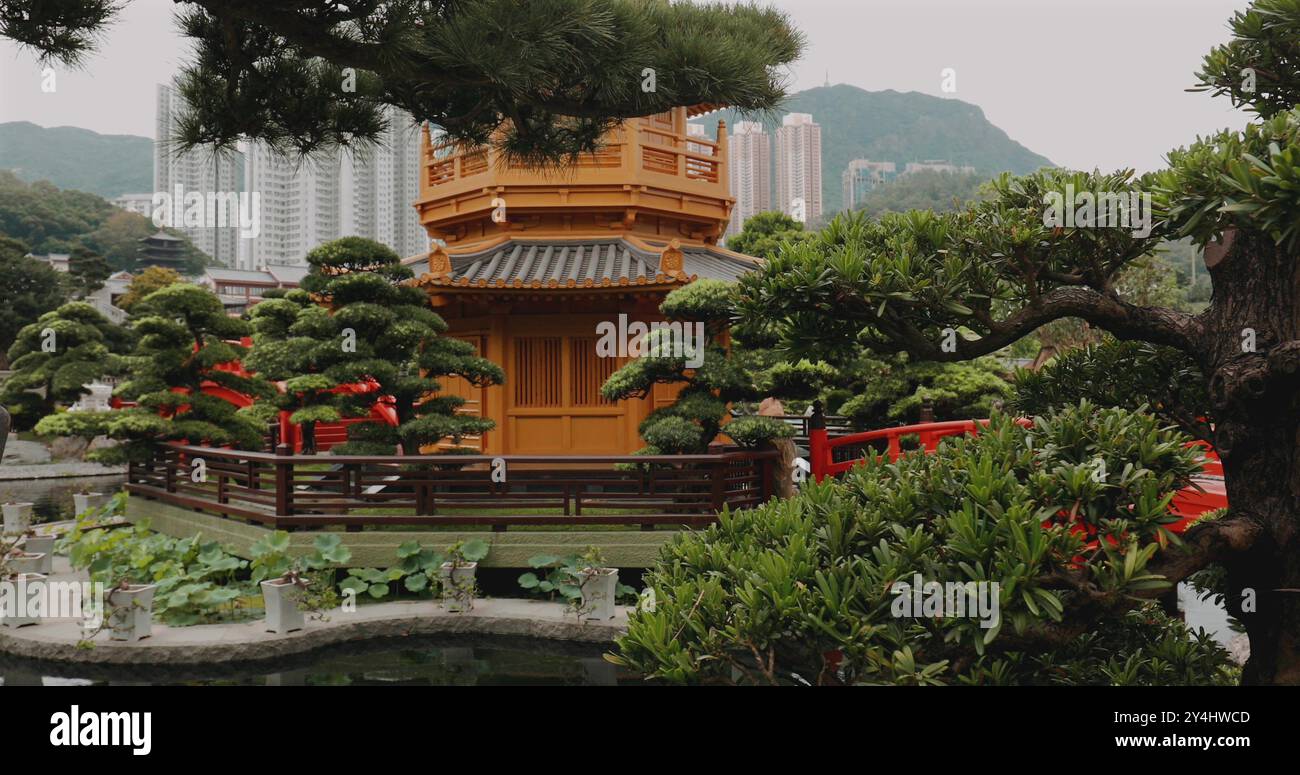 Traditional Chinese garden with vibrant greenery, bonsai trees, lily ...