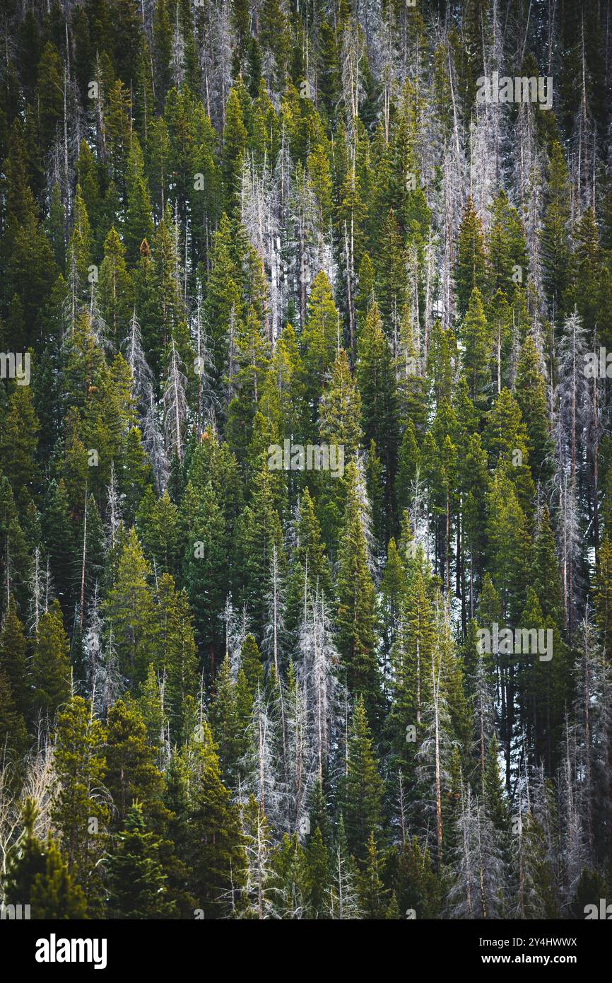 A dense forest of evergreen trees with a mix of green and dry foliage ...