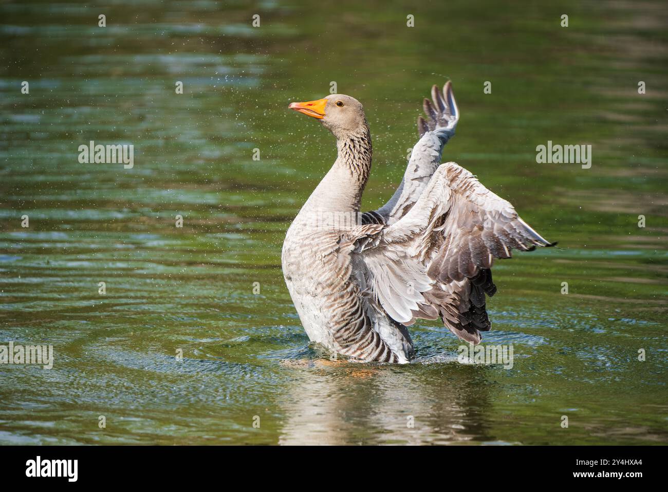 Bird enjoying bath in pond hi-res stock photography and images - Alamy