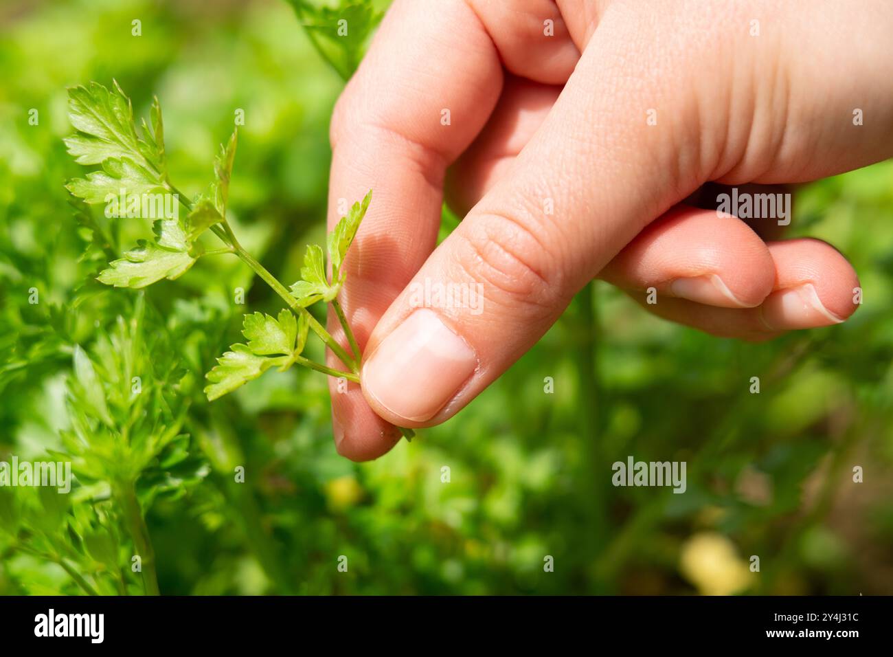 Close up female gardener harvesting hi-res stock photography and images ...