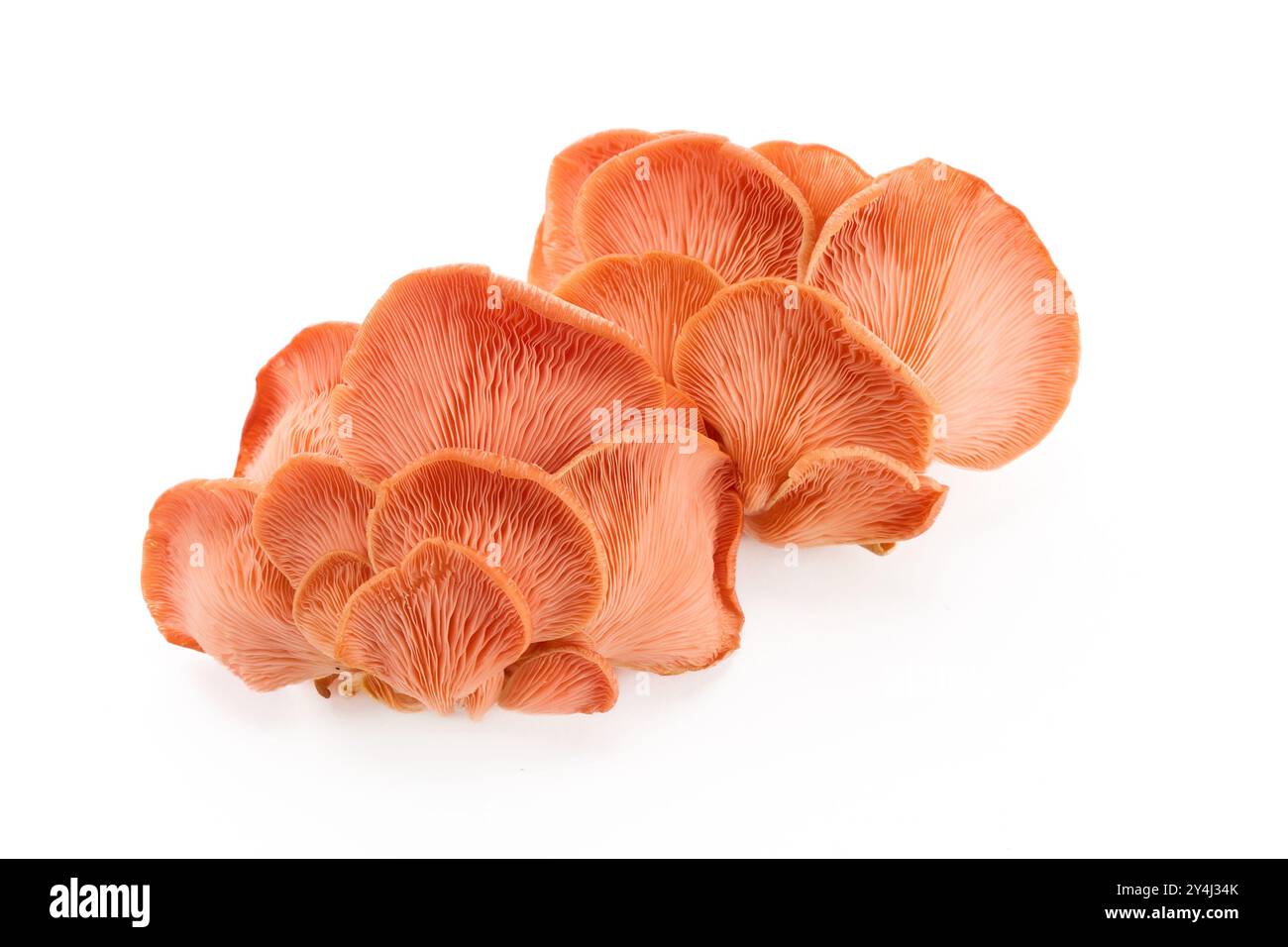 Smooth mushroom Cut Out Stock Images & Pictures - Alamy
