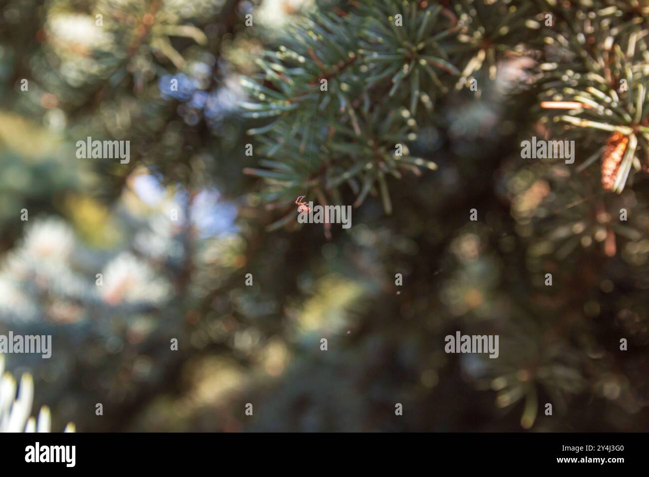 Tree needles on street hi-res stock photography and images - Alamy