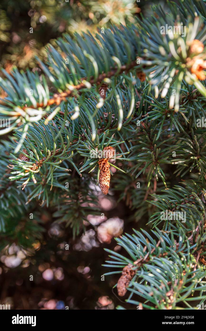 Christmas trees in a city park hi-res stock photography and images - Alamy