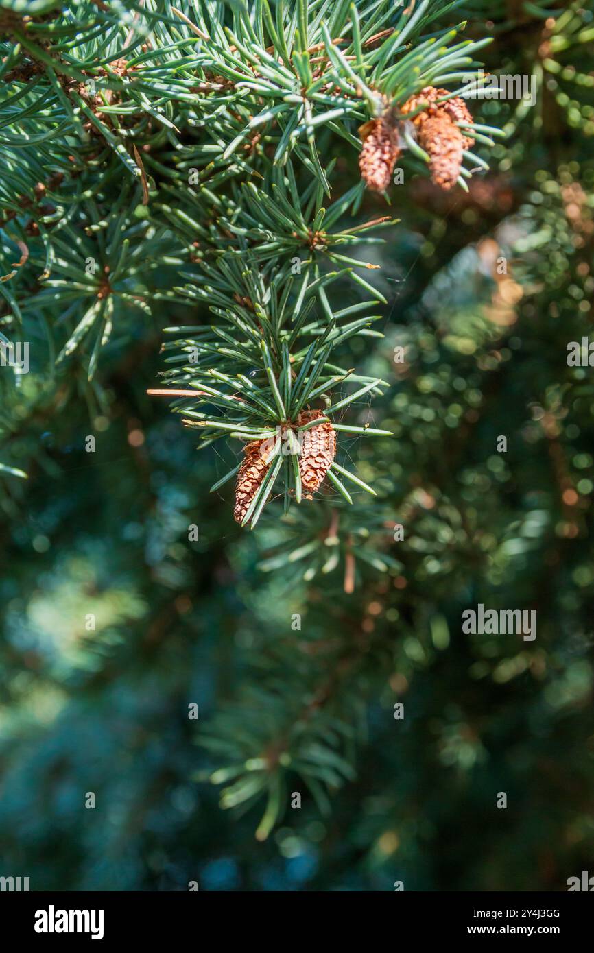 Tree needles on street hi-res stock photography and images - Alamy