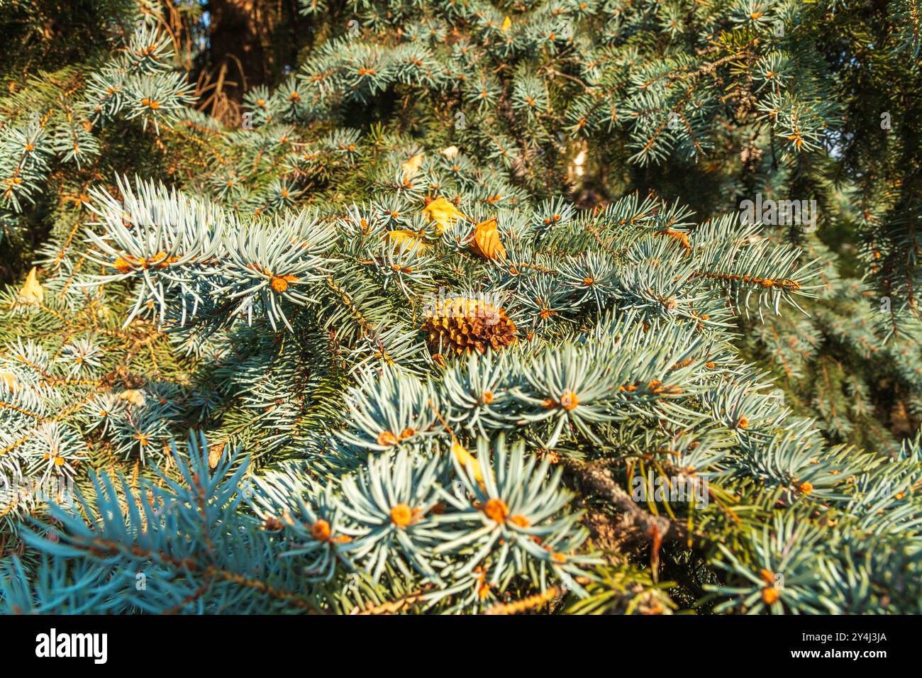 Tree needles on street hi-res stock photography and images - Alamy