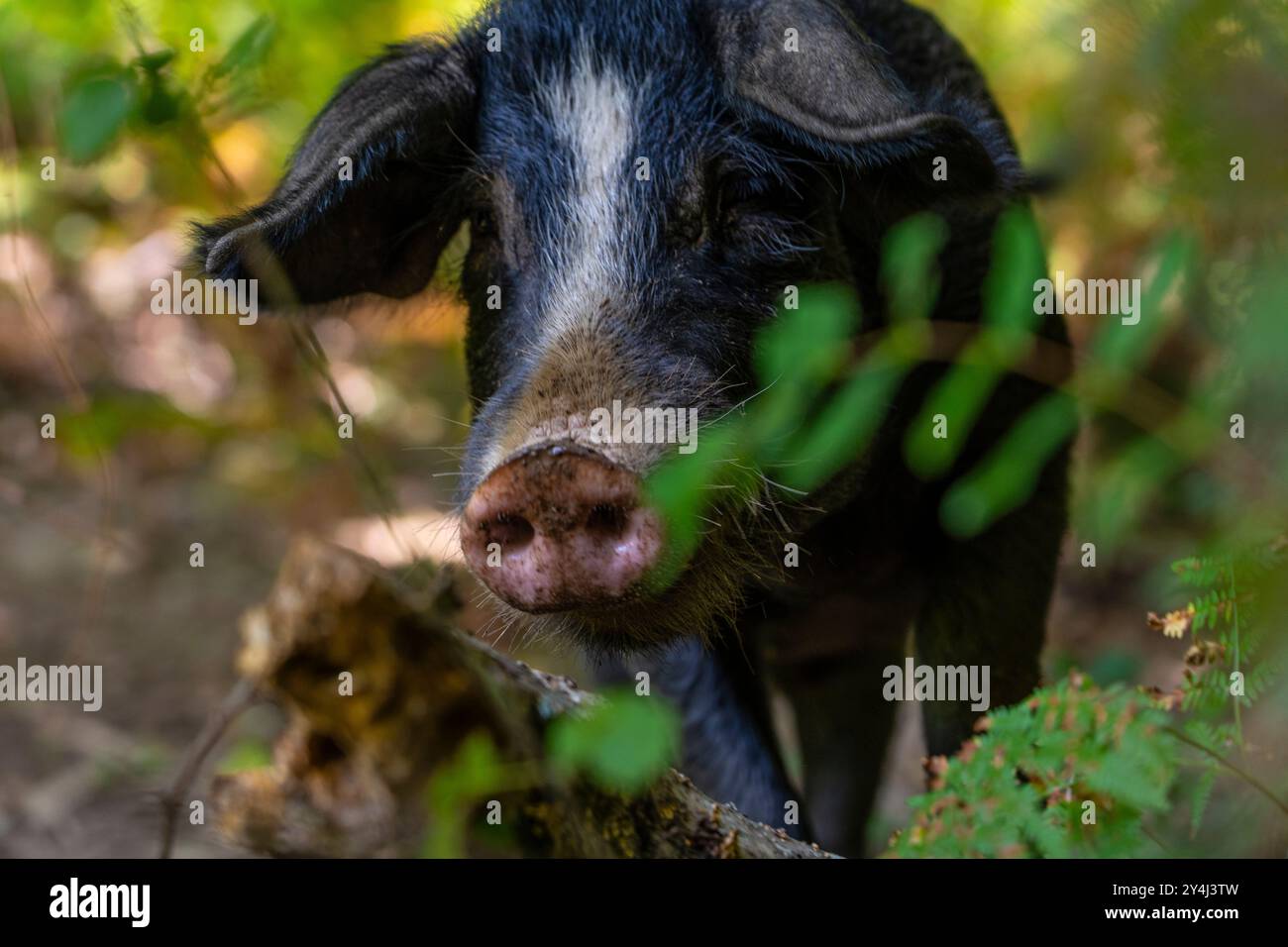 Charcuterie de porc hi-res stock photography and images - Alamy
