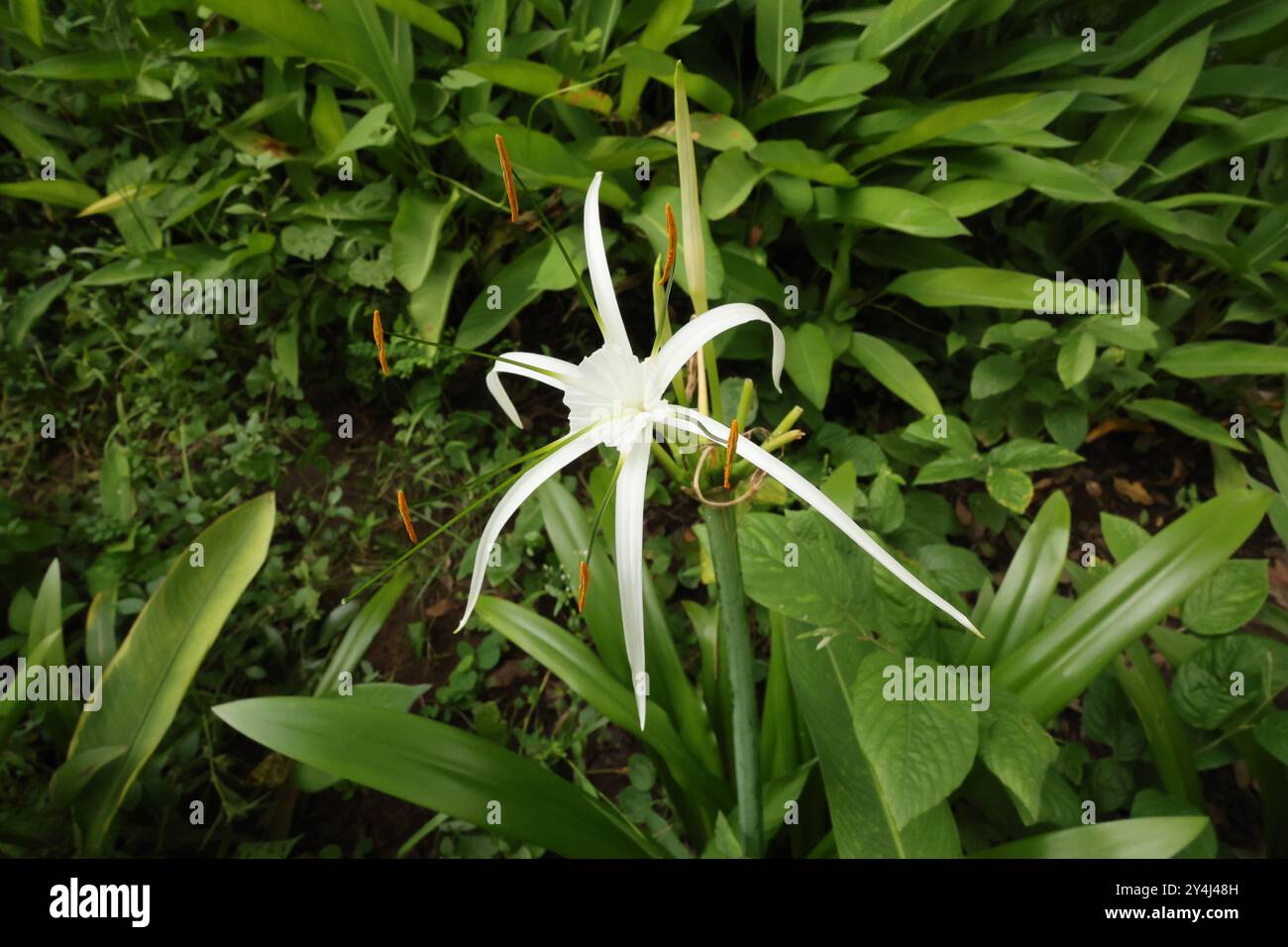 beach spider lily is often grown as an ornamental. Binomial name ...