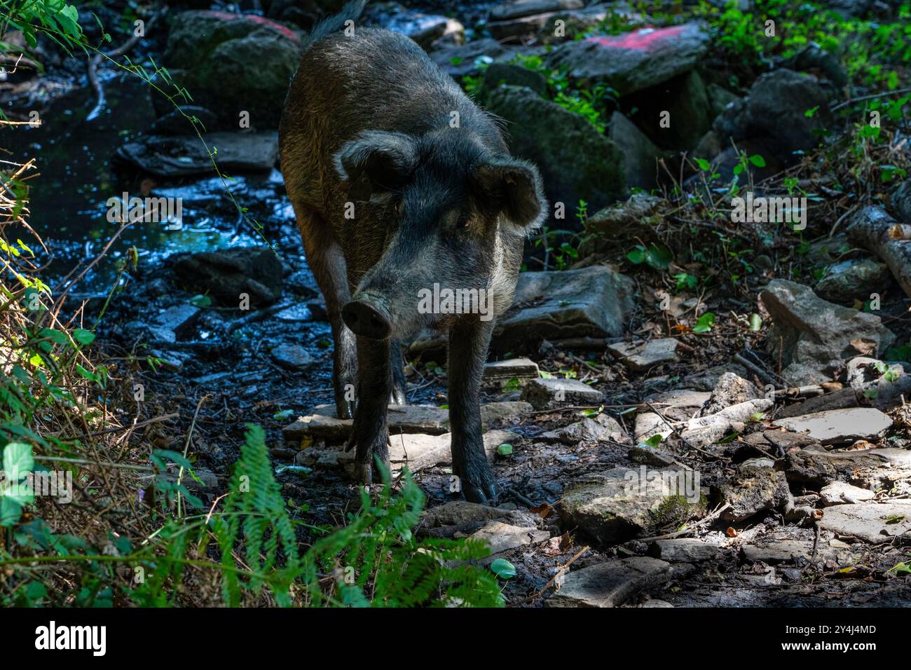 Black corsican pig hi-res stock photography and images - Alamy