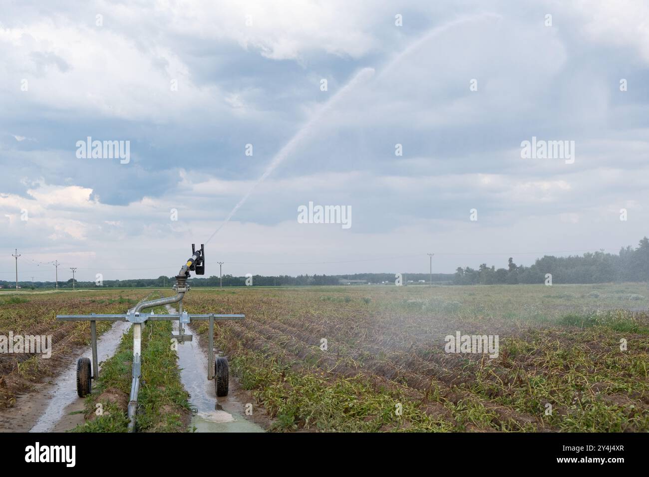 Watering potato plantation in hi-res stock photography and images - Alamy