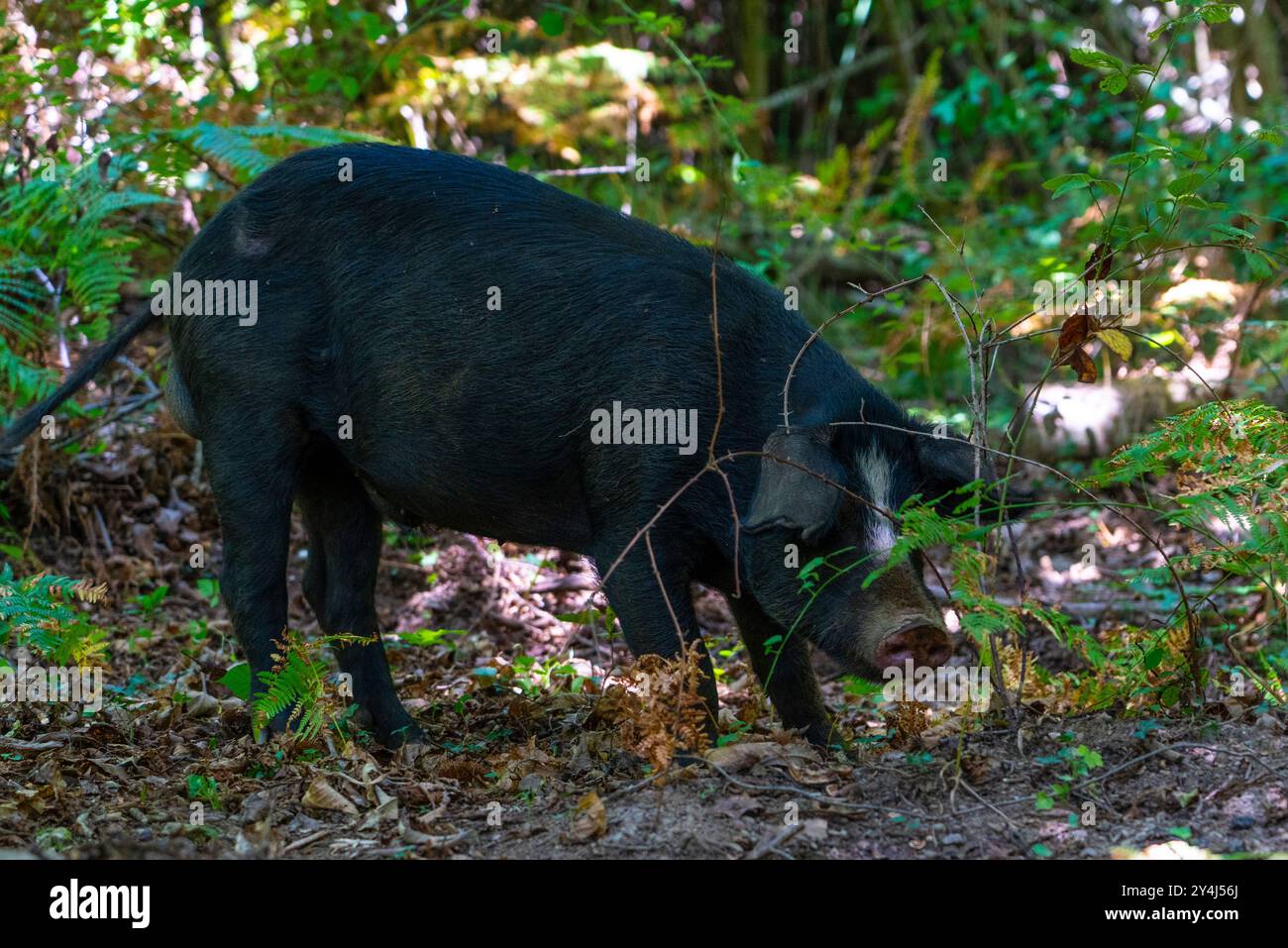 Corse nustrale cochon noir hi-res stock photography and images - Alamy