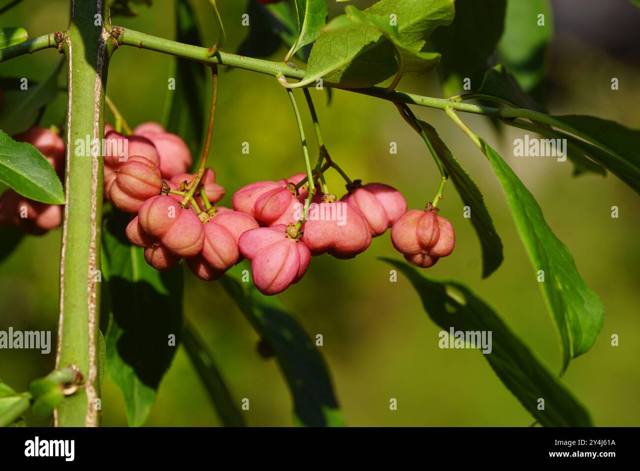 Close up rose red fruit of Spindle, European spindle, common spindle ...