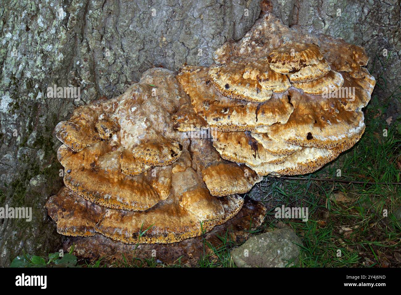 Fungus weeps amber liquid hi-res stock photography and images - Alamy