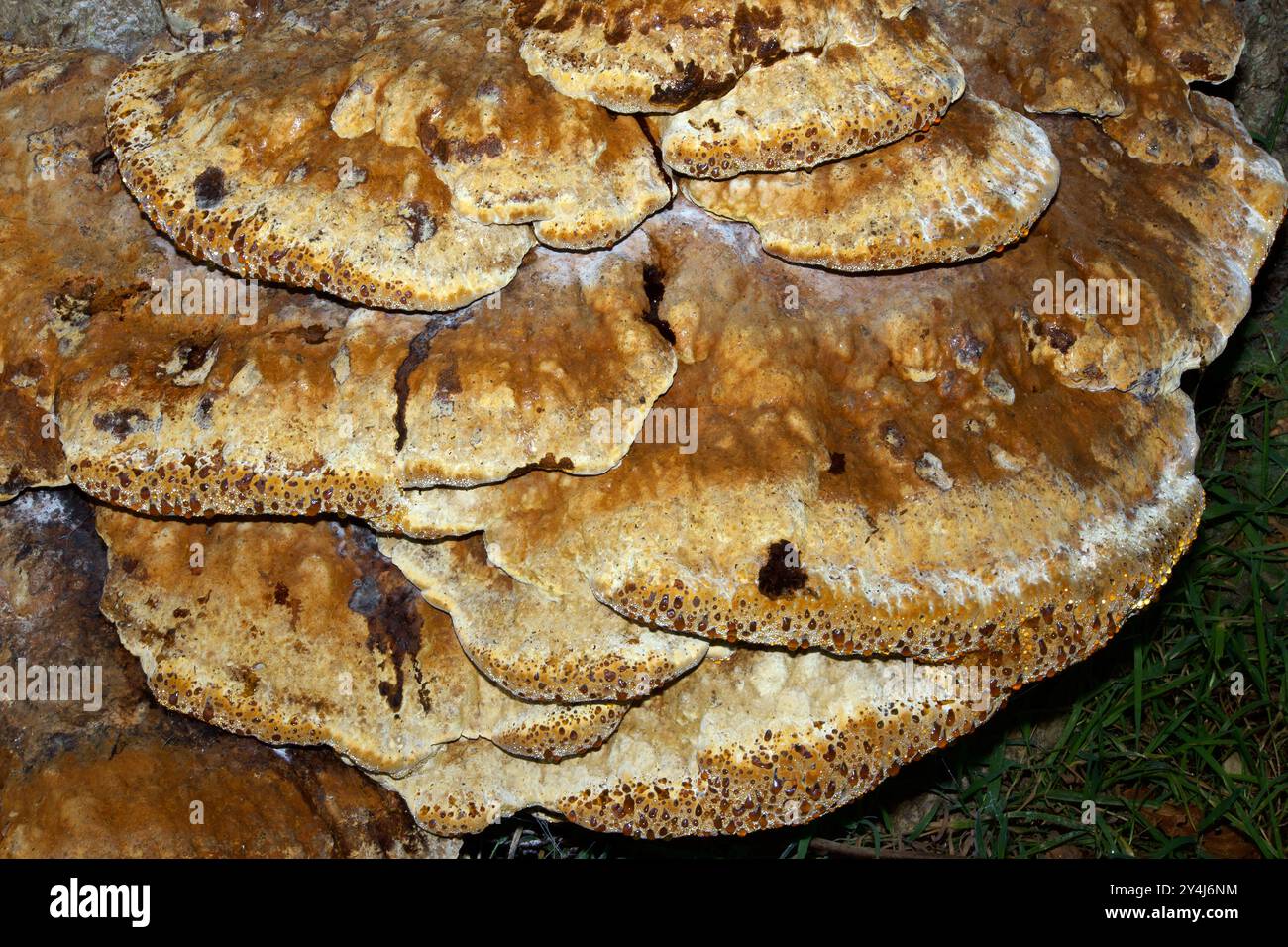 Fungus weeps amber liquid hi-res stock photography and images - Alamy