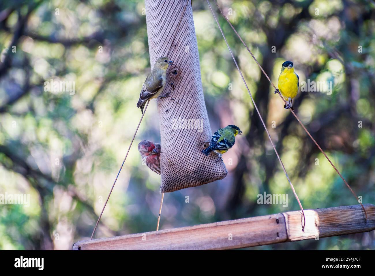 House Finch and other birds in the Bird Feeder at Hassayampa River ...