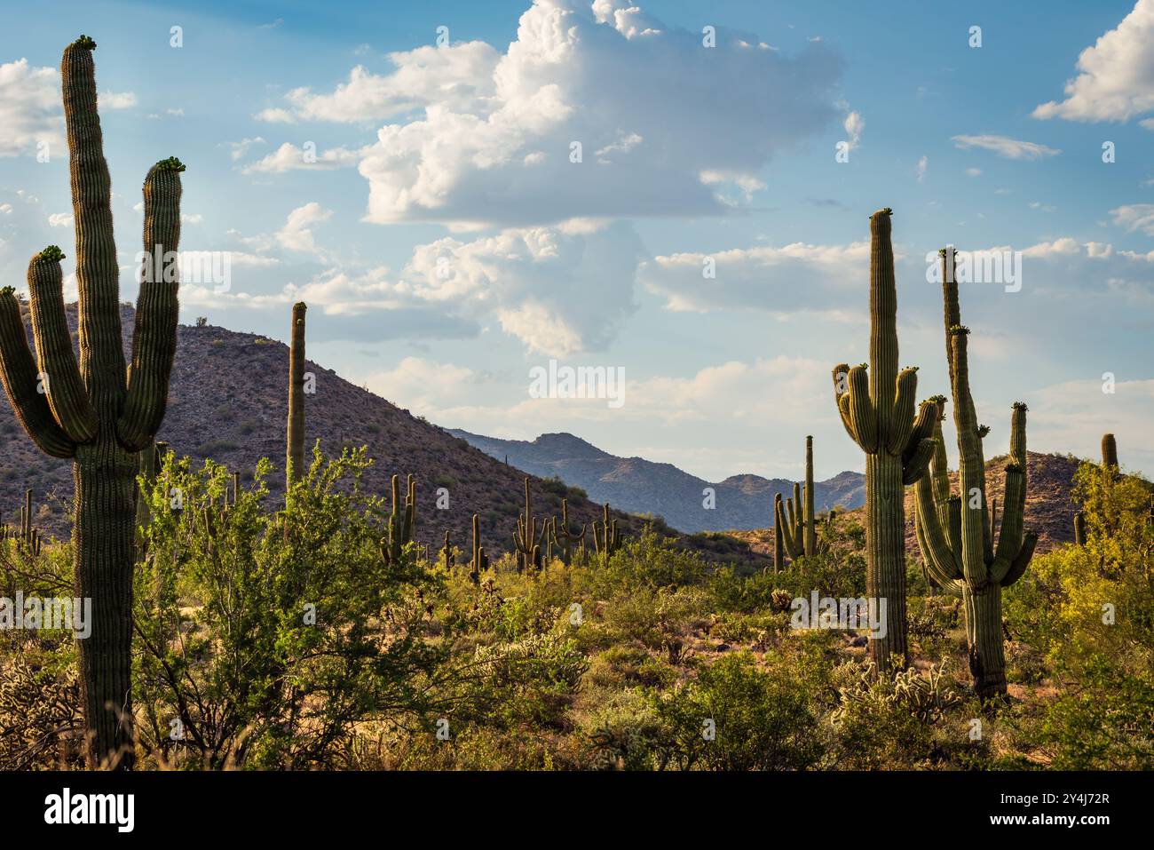 Sunny day at White Tank Mountain Regional Park, Waddell, Arizona Stock ...