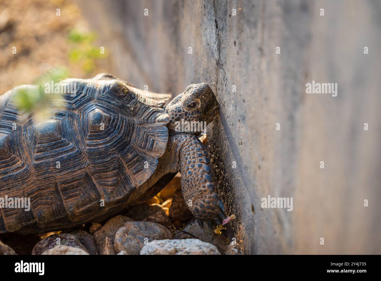 Sonoran Desert tortoise by a concrete wall at White Tank Mountain ...