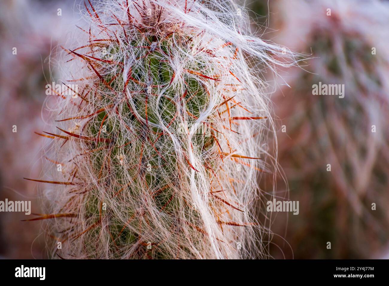 Hairy cactus, cephalocereus senilis, old man cactus in Arizona Stock ...