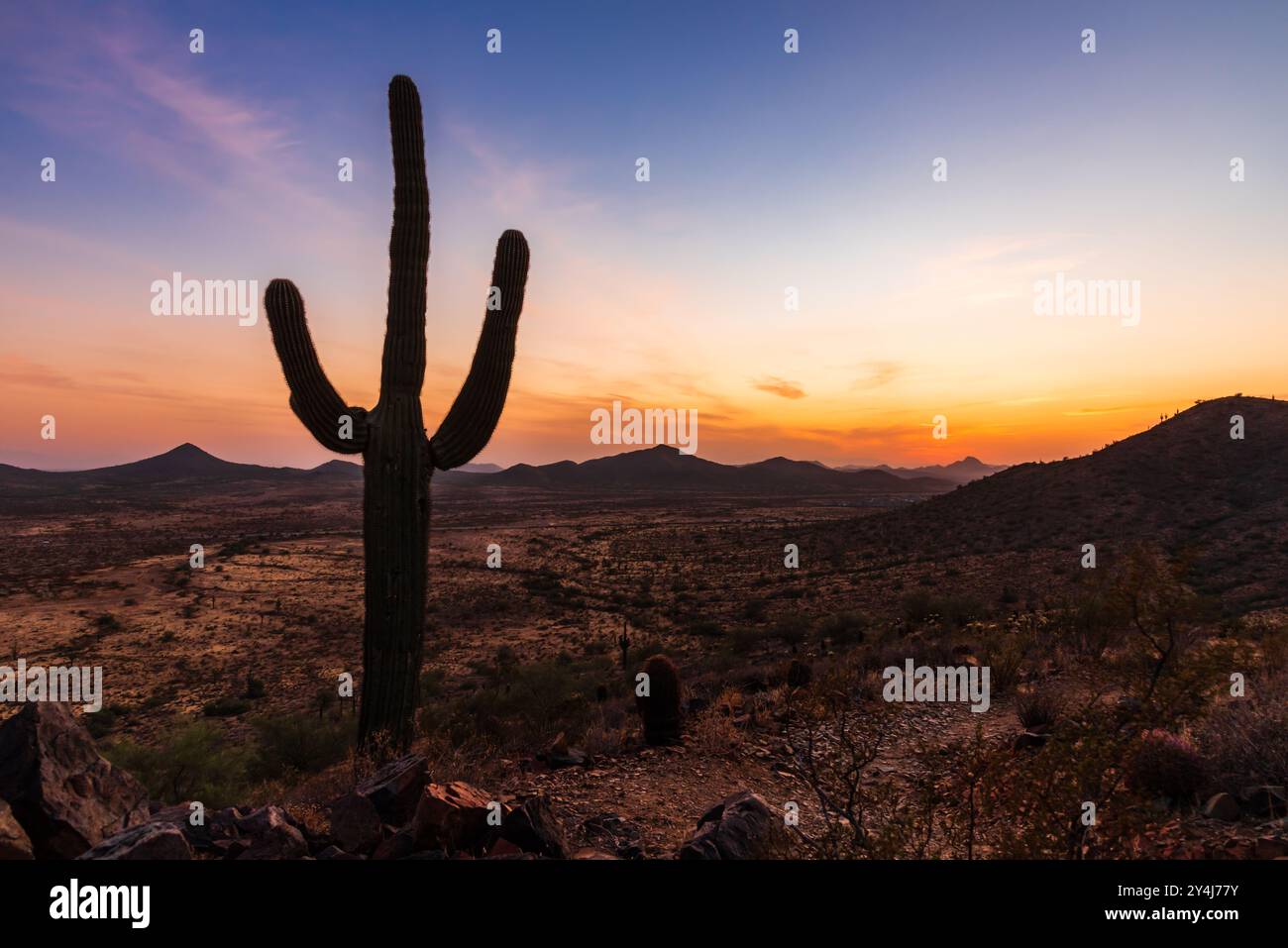 Sunset view with saguaro cactus from Apache Wash Trail in Phoenix ...