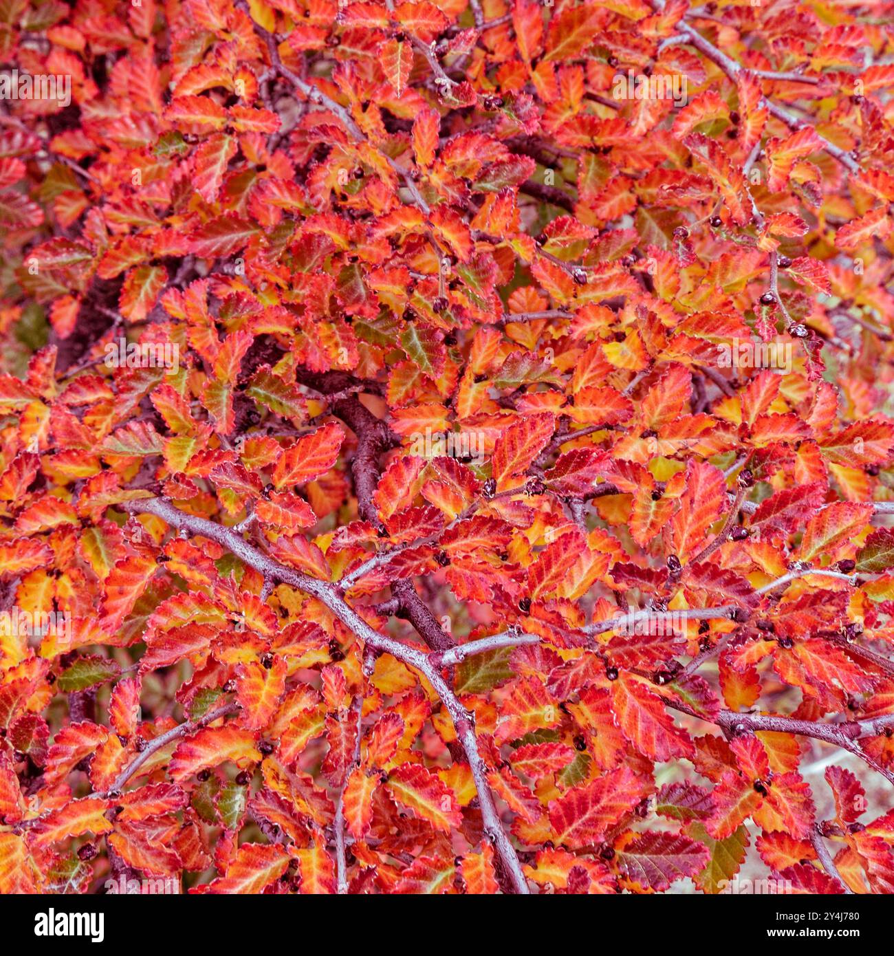 lenga autumn coloured leaves Stock Photo - Alamy