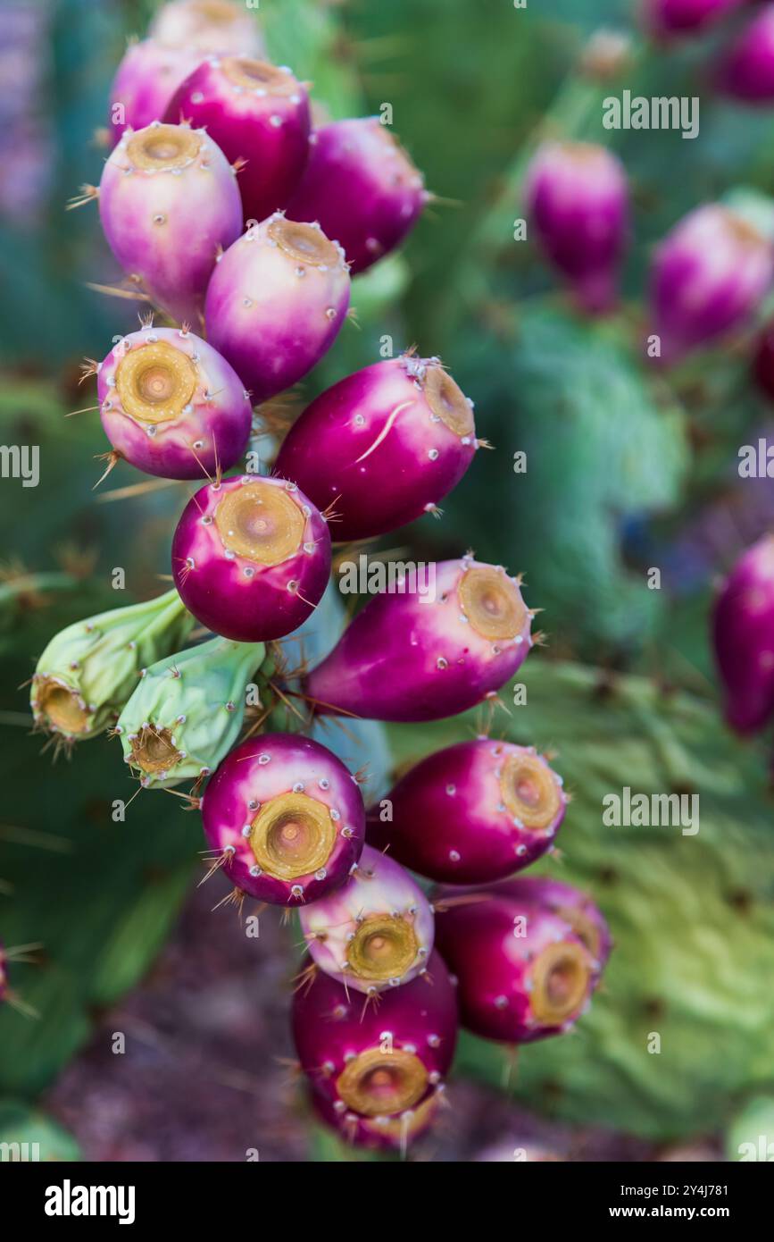 Pink fruit of the prickly pear cactus hi-res stock photography and ...