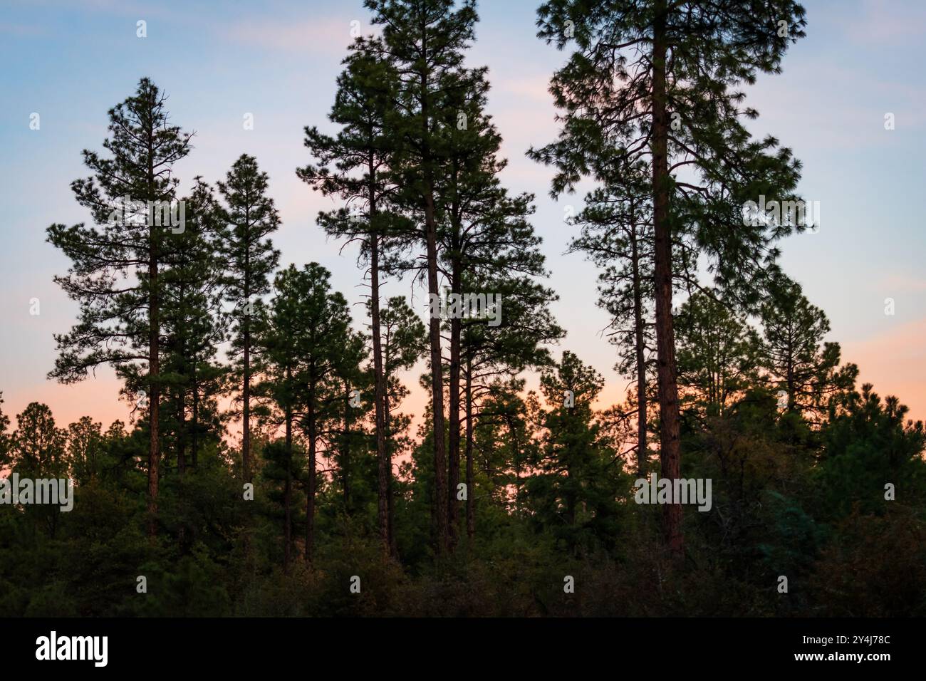 Color photograph of the woods near Lynx Lake lit up by the golden ...