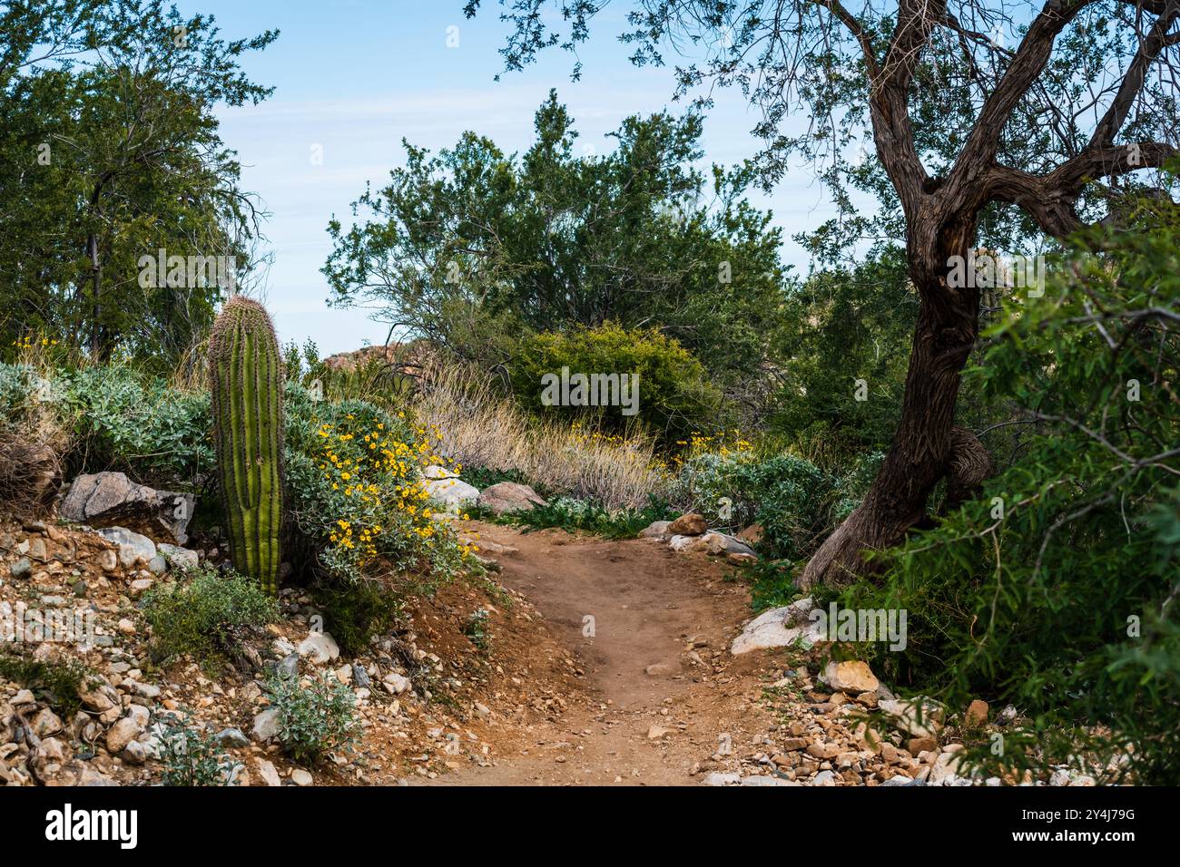 Hiking trail at White Tank Mountain Regional Park in Waddell, Arizona ...