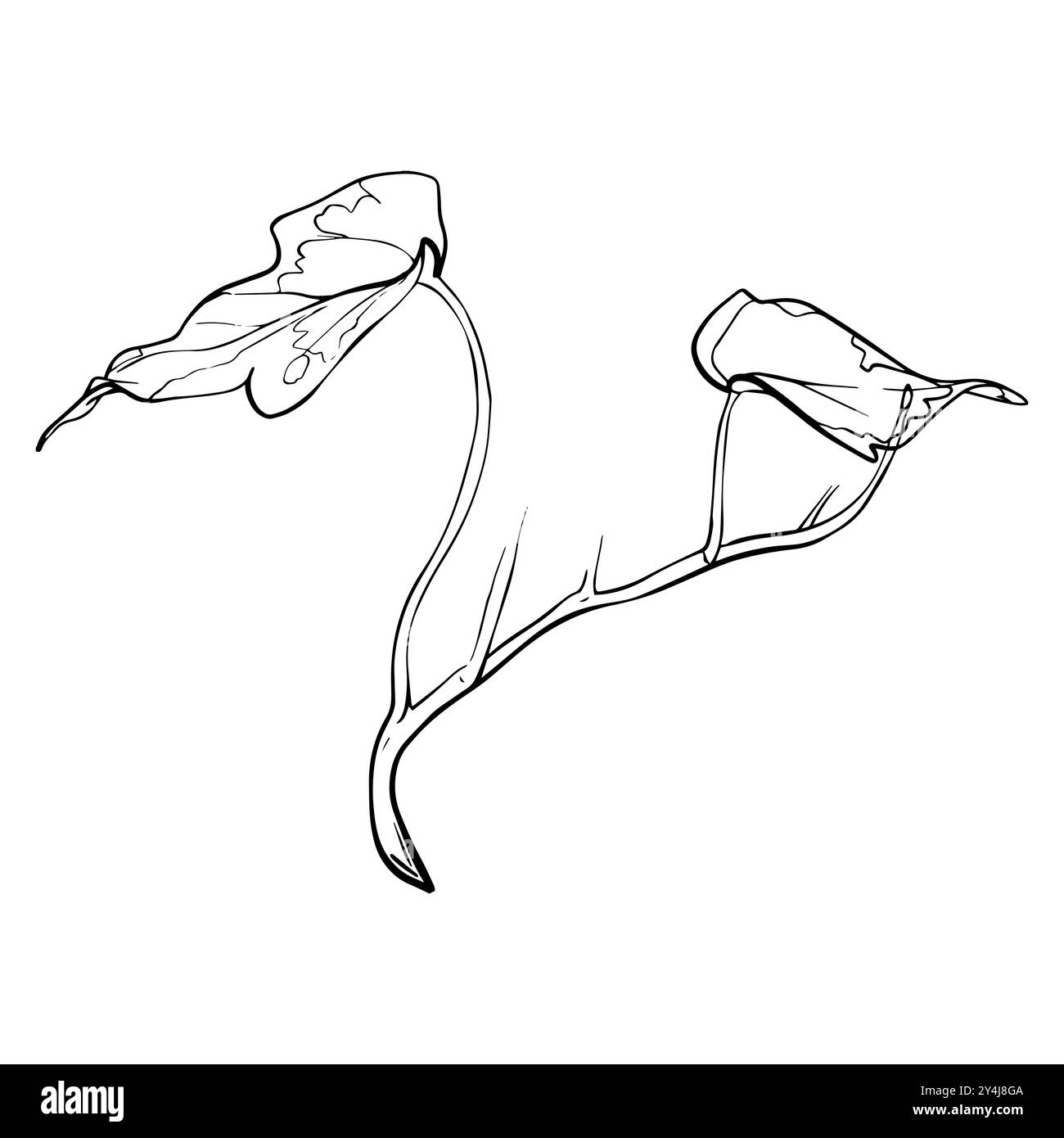 Sketch Ivy branch with leaves. Graphics illustration plant painted by ...