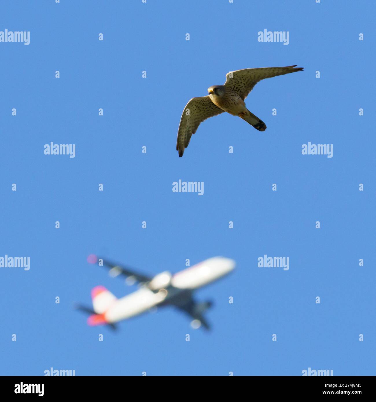 Freedom concept: Kestrel and plane both flying in different directions ...