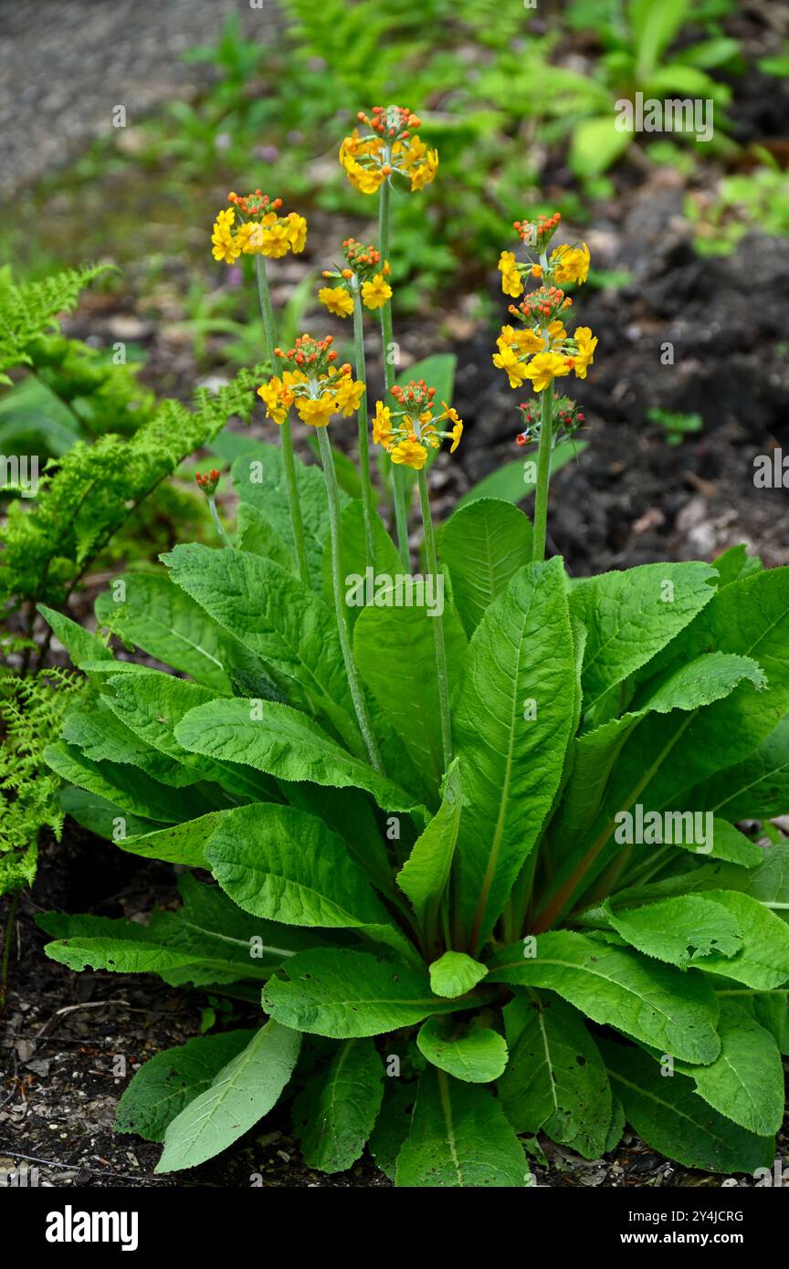 yellow spring flowers of Candelabra primroses, candelabra primulas ...