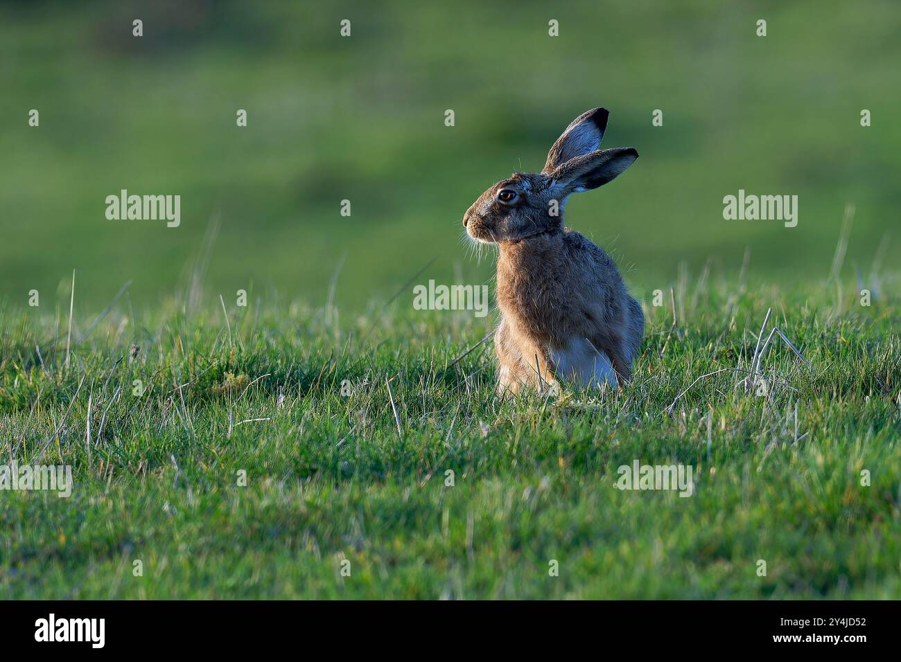Brown Hare- Lepus europaeus Stock Photo - Alamy