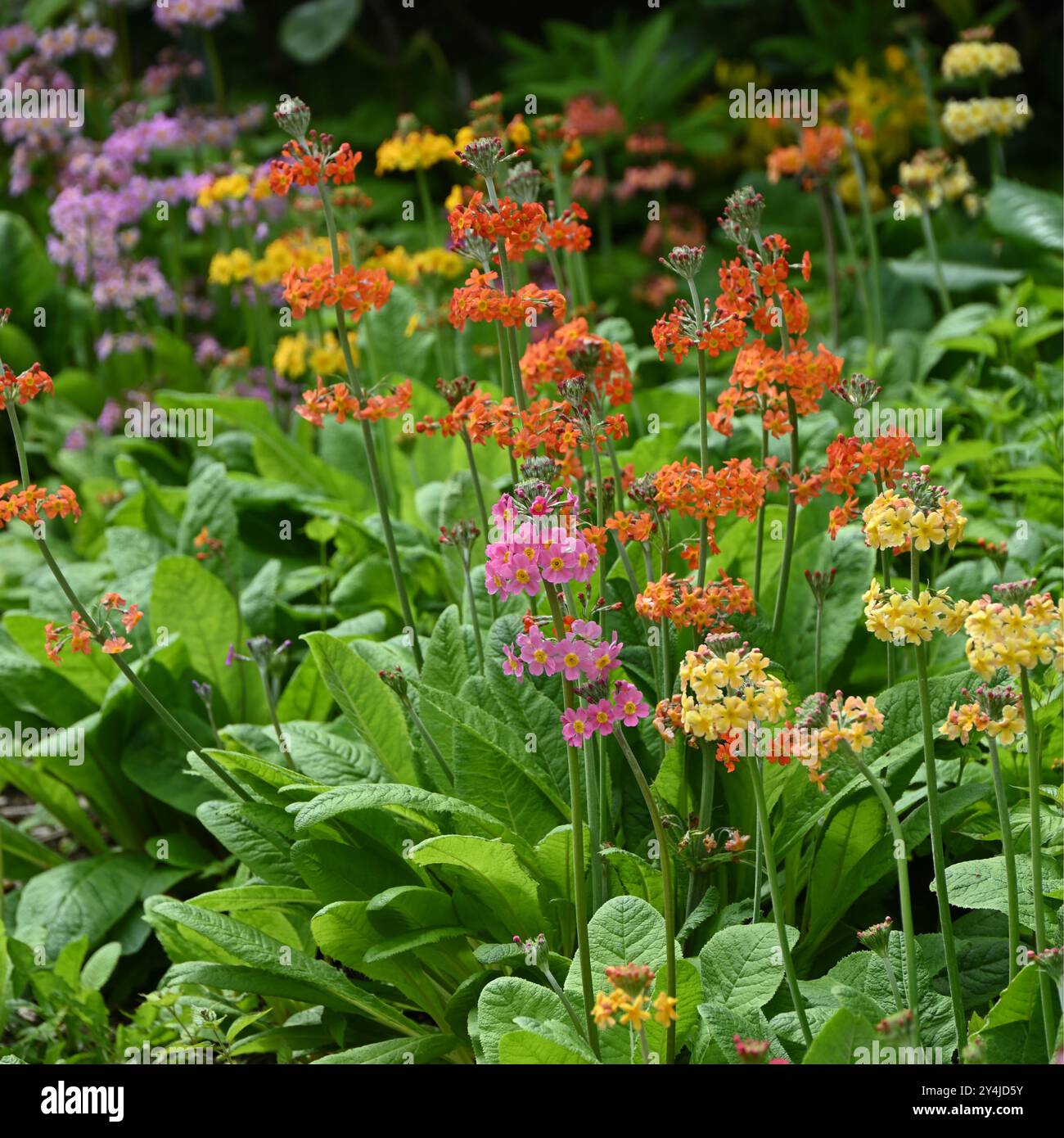 Mixed spring flowers of Candelabra primroses, candelabra primulas ...