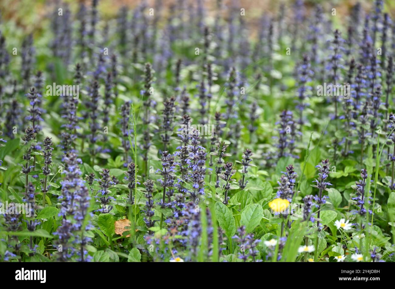 Bugle flowers hi-res stock photography and images - Alamy