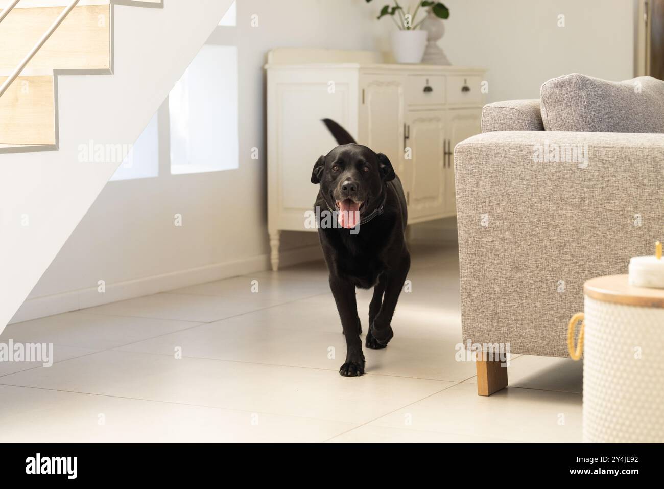 Black Labrador walking in modern living room, looking happy and ...