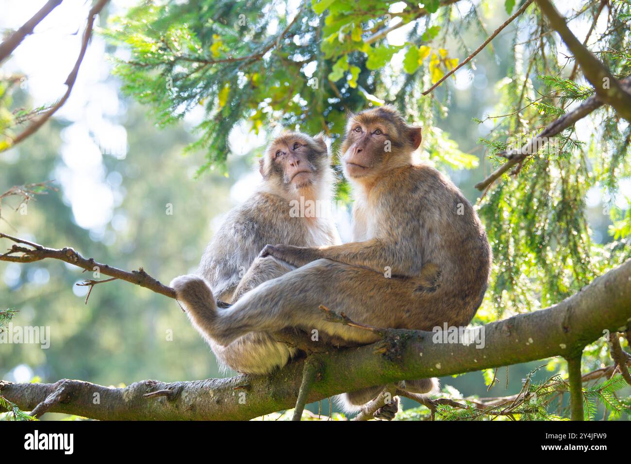 Barbary macaque ape, rhesus monkey, wildlife of North Africa, habitat ...