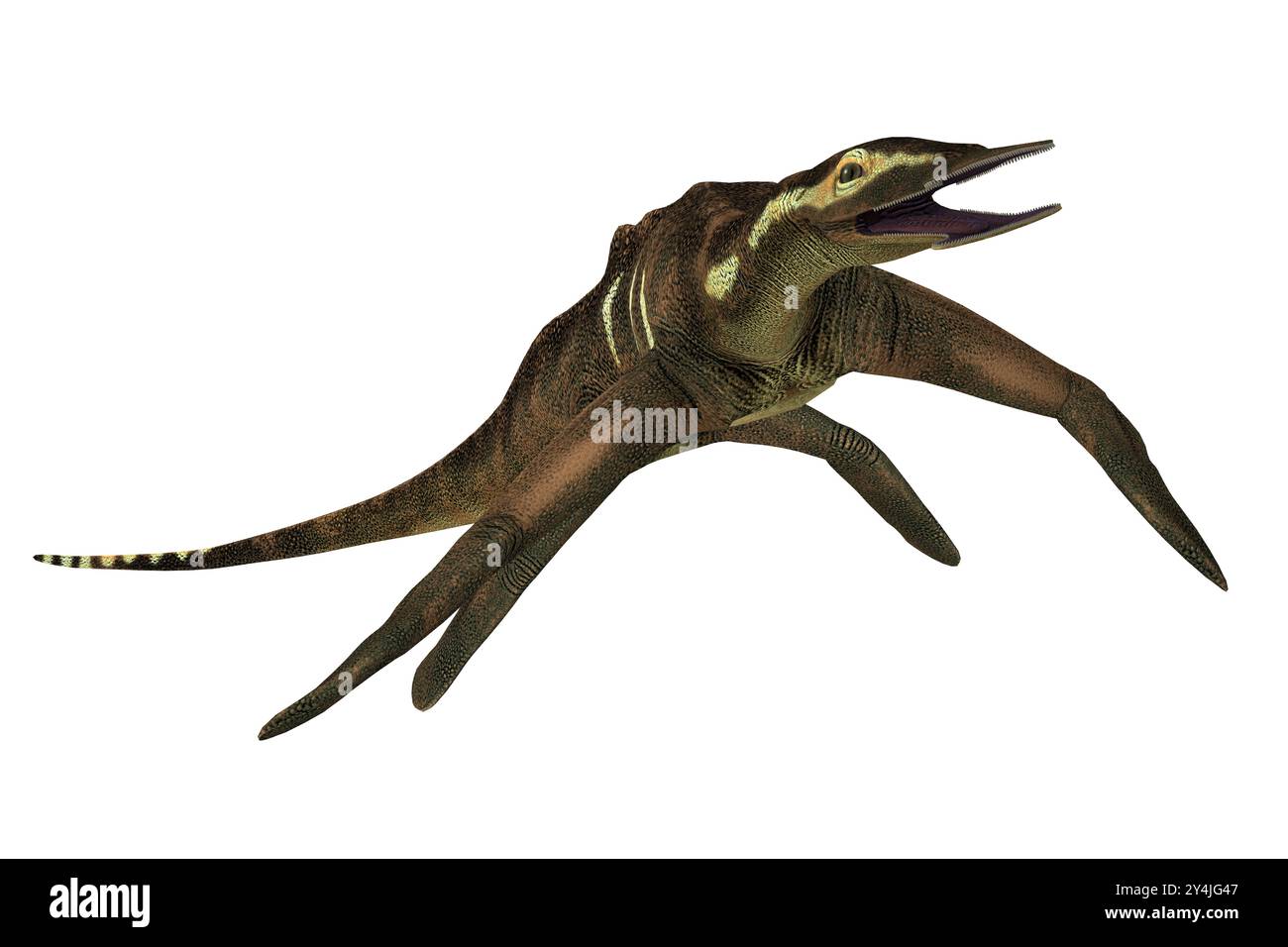 Atopodentatus Was A Herbivorous Semi Aquatic Marine Reptile That Lived In Triassic Seas Of China