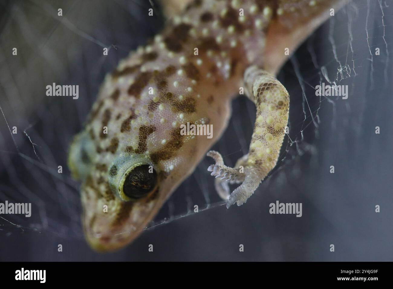 Geco macro hi-res stock photography and images - Alamy