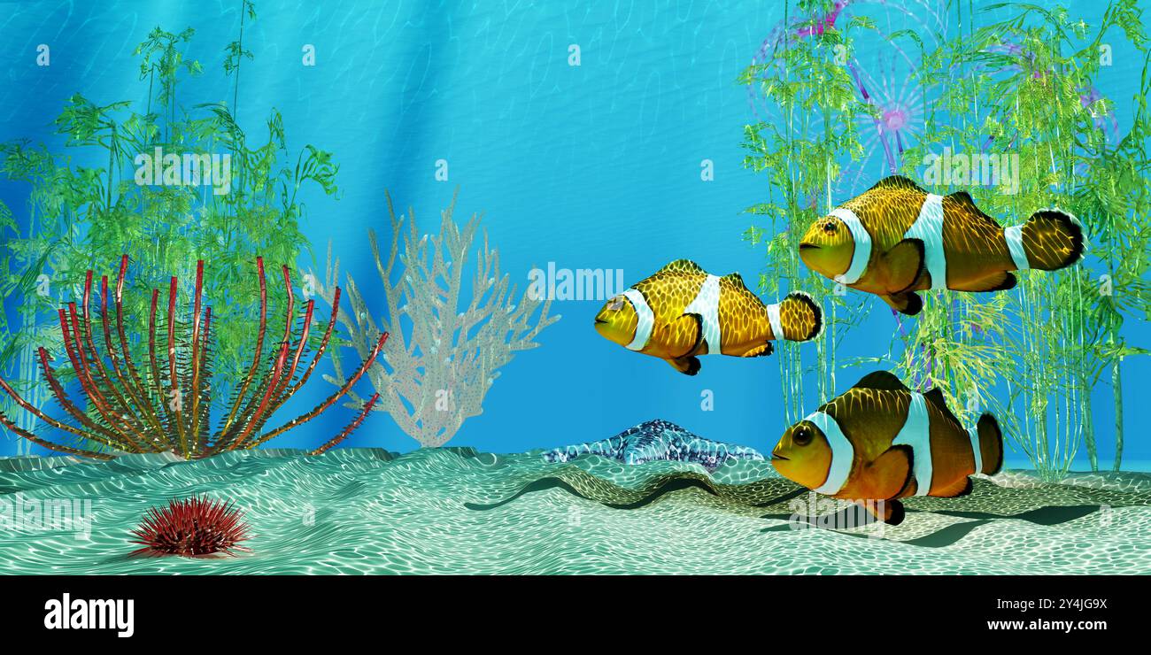 Three Clownfish keep together for protection and to watch for predators ...