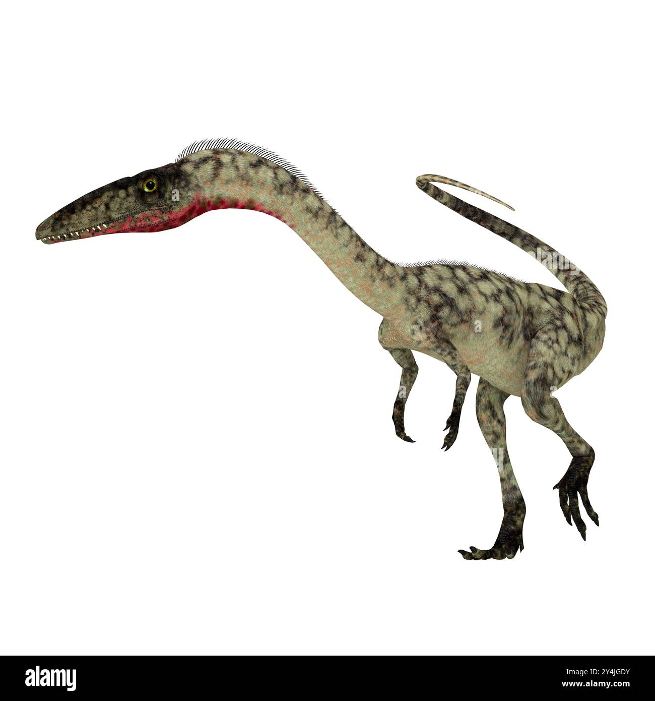 Coelophysis was a bipedal predatory dinosaur that lived during the ...