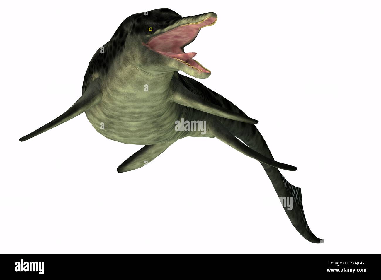 Cymbospondylus piscosus hi-res stock photography and images - Alamy