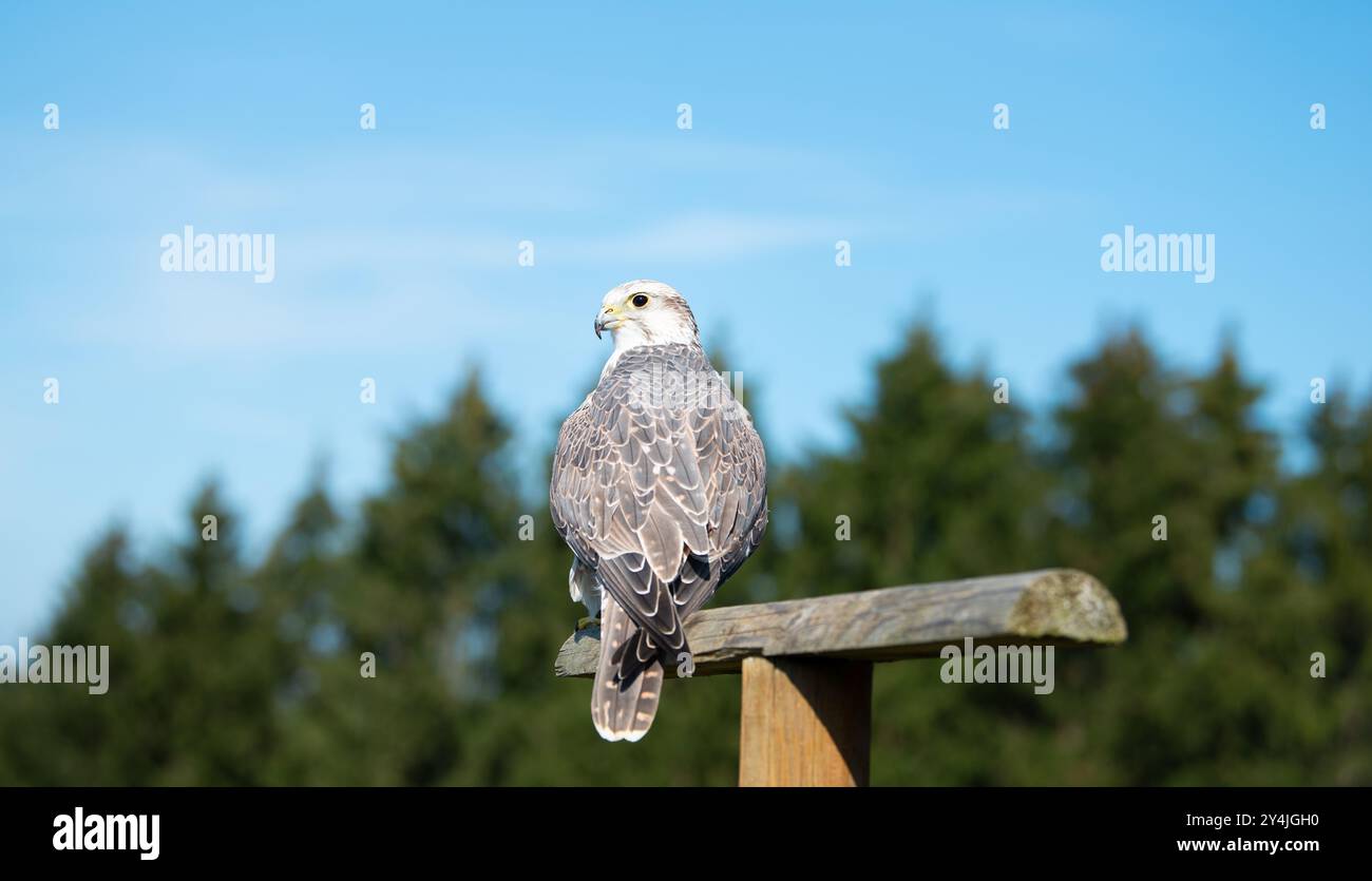 Gyrfalcon, wildlife, raptor bird of prey on a tree trunk, habitat ...